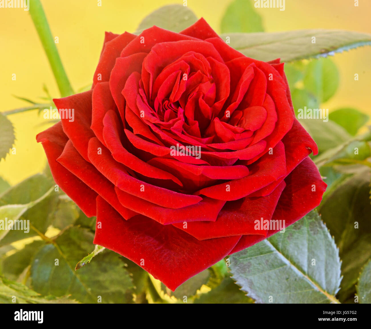 Green Rose Black Background