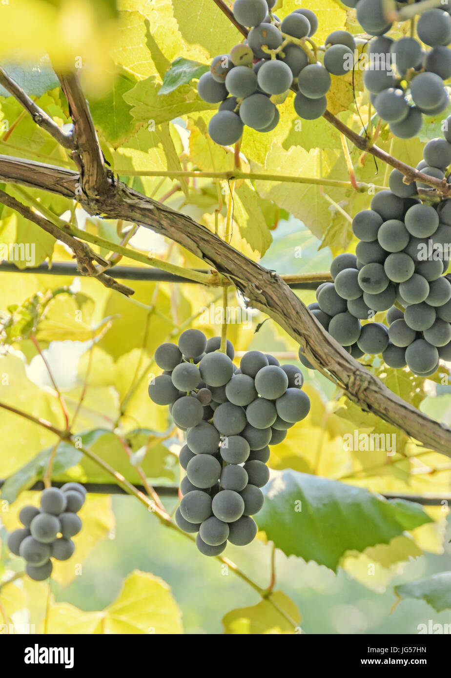 Dark red, purple grapes fruit hang, Vitis vinifera (grape vine) green ...