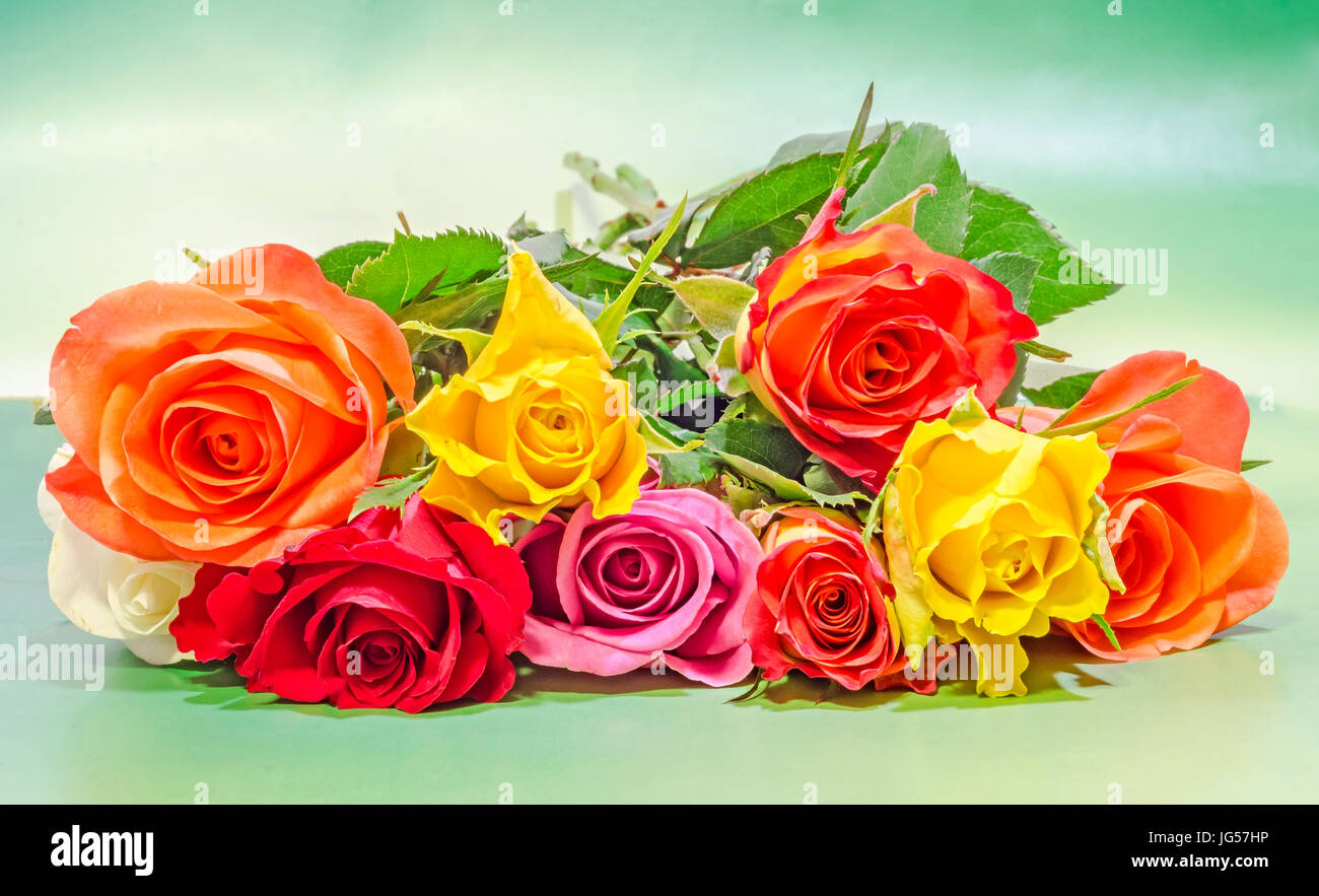 Vibrant colored (red, yellow, orange, white) roses flowers, close up ...