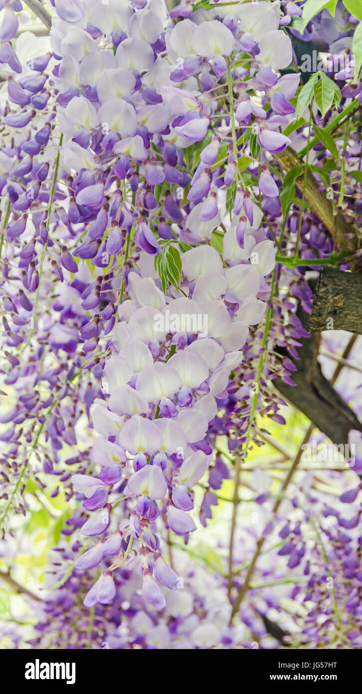 Mauve Wisteria sinensis (Chinese wisteria), Glicina tree flowers, close ...