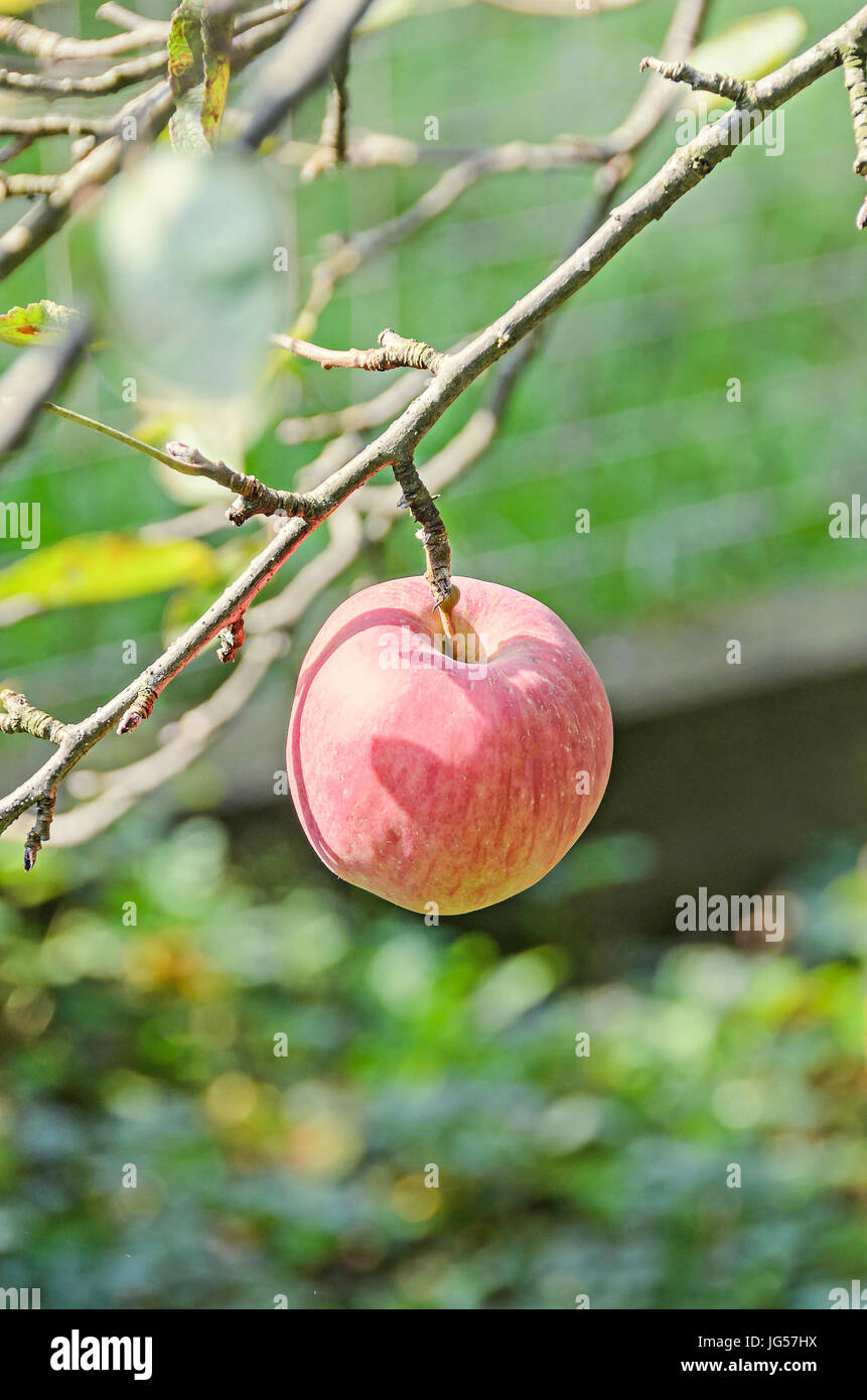 Red, yellow apple fruits in the tree, apple tree branch. The apple tree ...