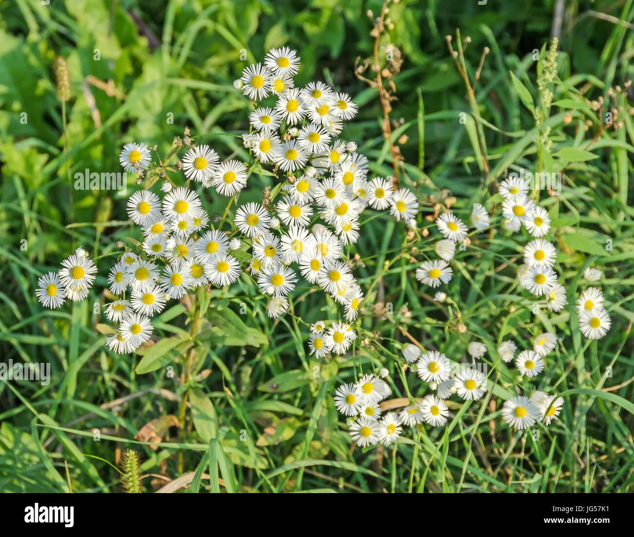 Anthemis arvensis, known as corn chamomile, mayweed, scentless ...