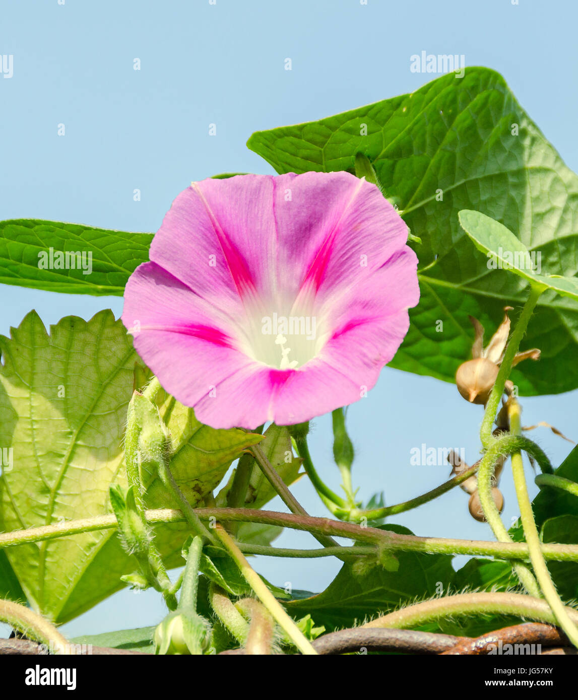 Ipomoea purpurea pink flower, the purple, tall, or common morning glory ...