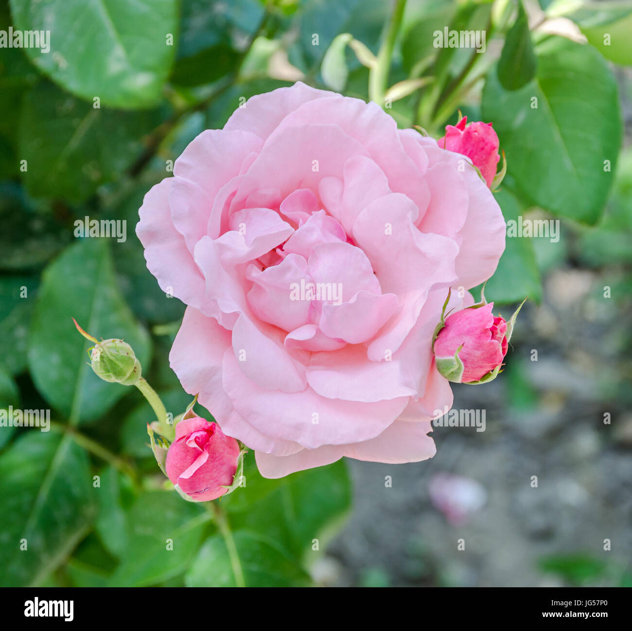 Pink roses flowers with bud, close up, isolated Stock Photo - Alamy