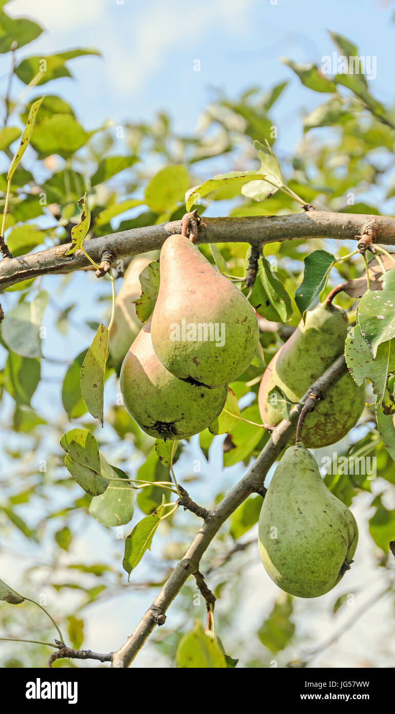 Red, yellow pear fruits in the tree, tree and shrub species of genus ...