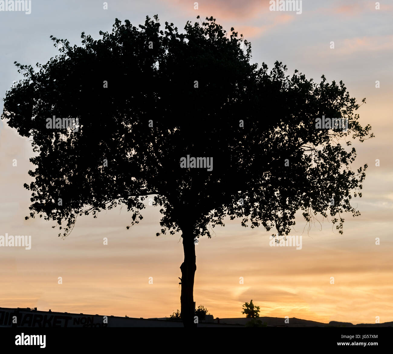 Shadowed tree at sunset, orange with blue sky, close up, landscape ...