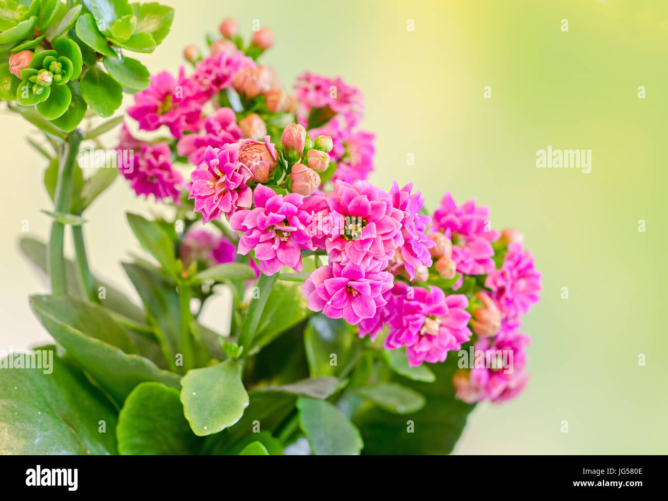 Pink Calandiva flowers, Kalanchoe, family Crassulaceae, close up, bokeh ...