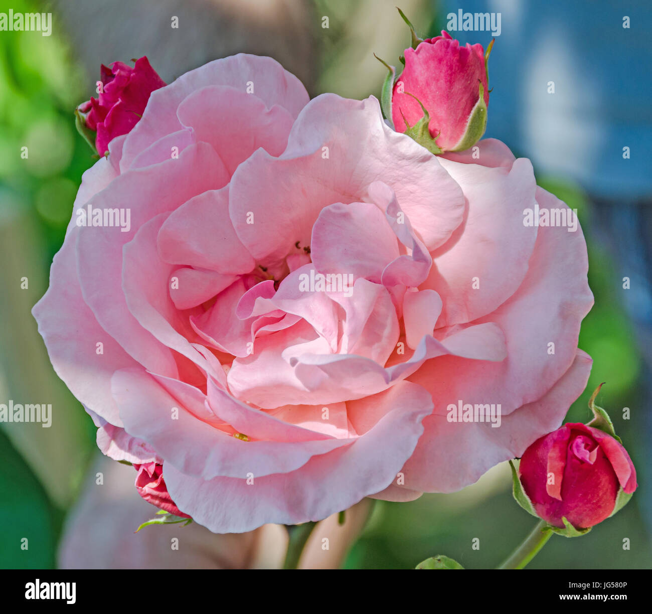 Pink roses flowers with bud, close up, isolated Stock Photo - Alamy