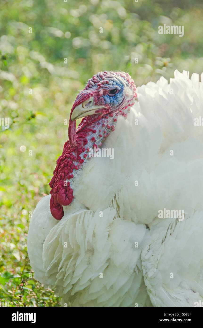 White turkey bird, close up, outdoor, sun rays light, country side ...