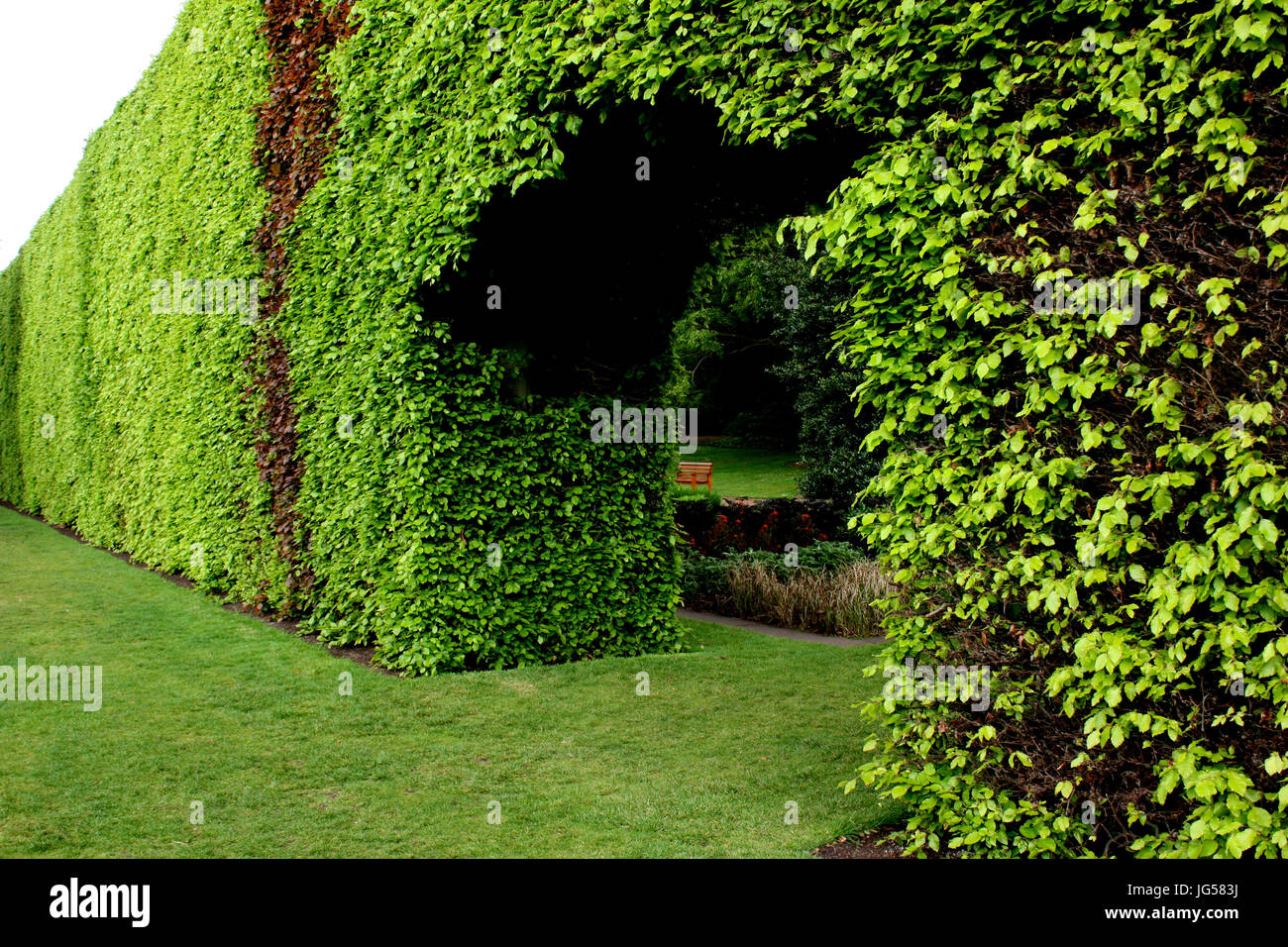 The Beech Hedge at the Royal Botanical Gardens in Edinburgh Stock Photo ...