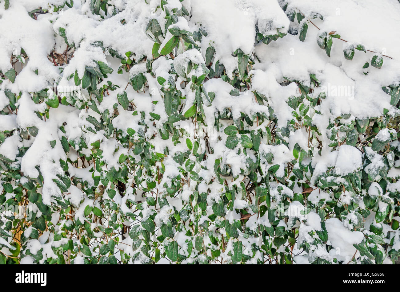 Green leaves covered with snow and ice, snow tree, pattern, texture ...