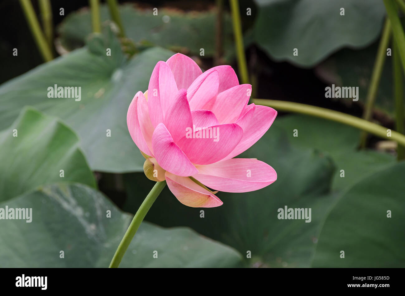 Pink, white, yellow nuphar flowers, green field on lake, water-lily ...