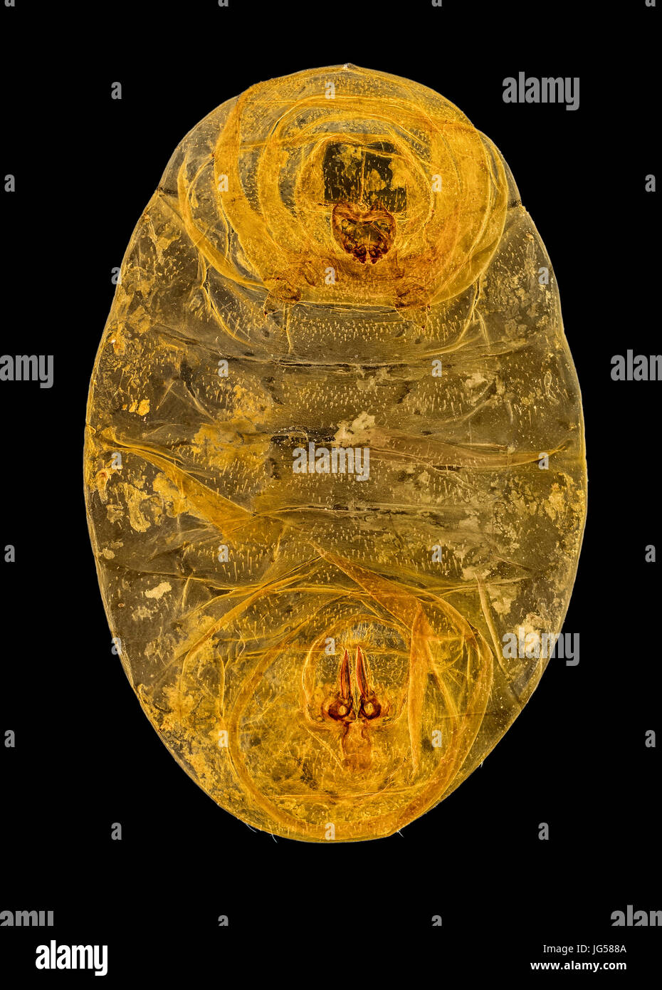 Aquatic larva hi-res stock photography and images - Alamy