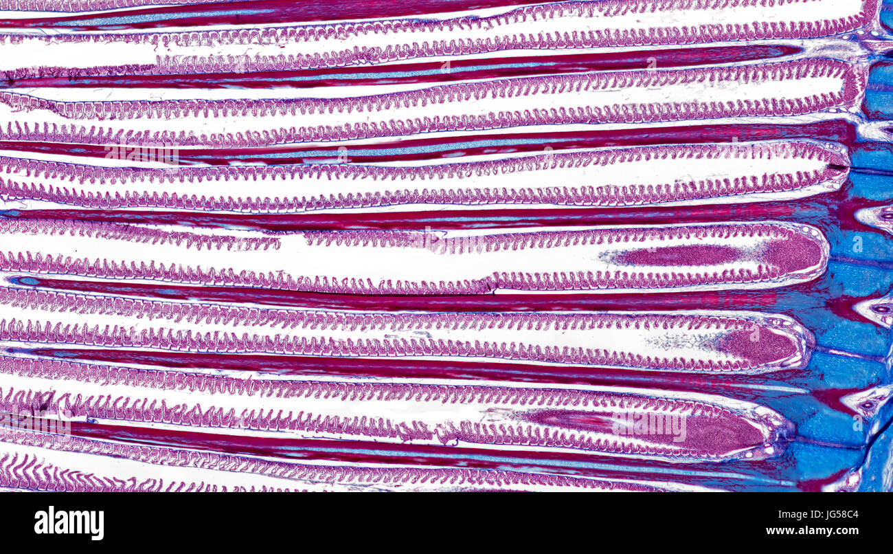 Brightfield microscope hi-res stock photography and images - Alamy