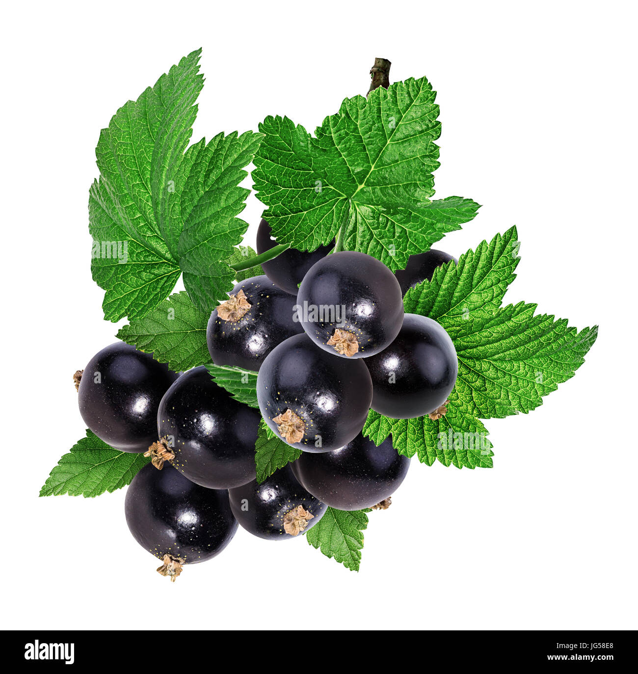 Blackcurrant fruit hi-res stock photography and images - Alamy