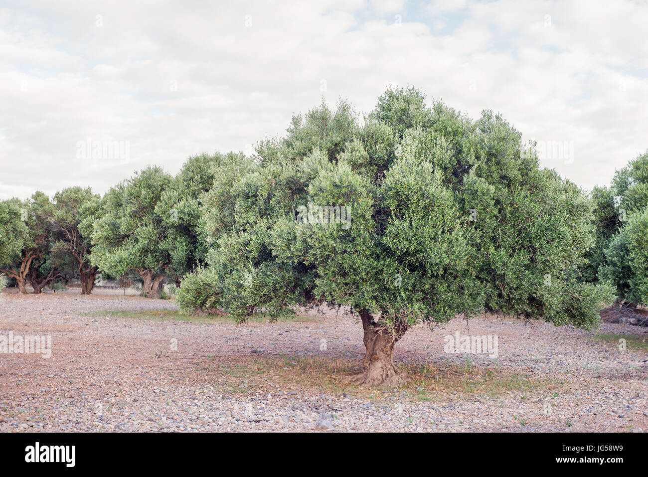 Olive tree and dried meadow Stock Photo - Alamy