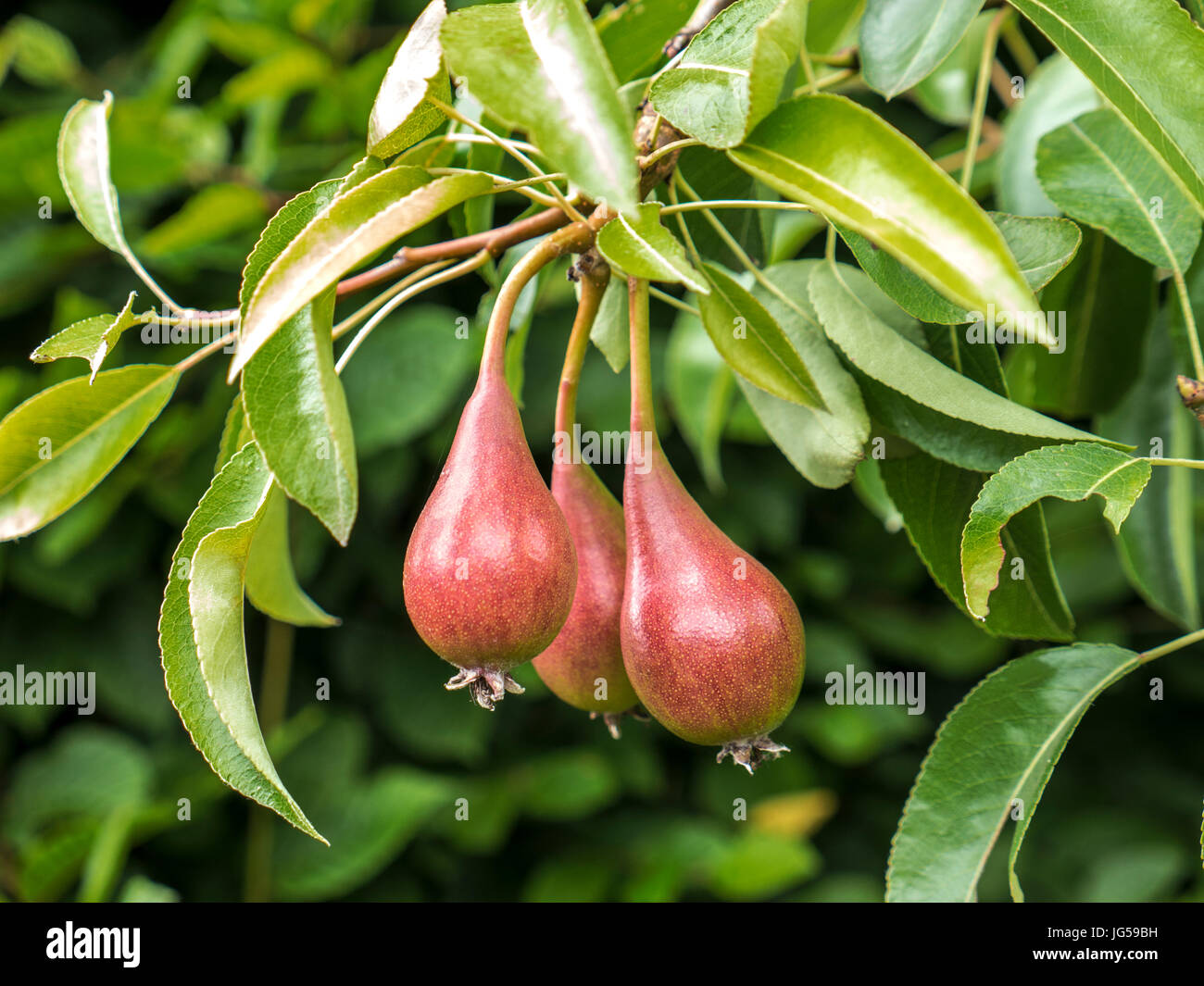 Pyrus communis 'Louise Bonne of Jersey' pears with distinctive red ...