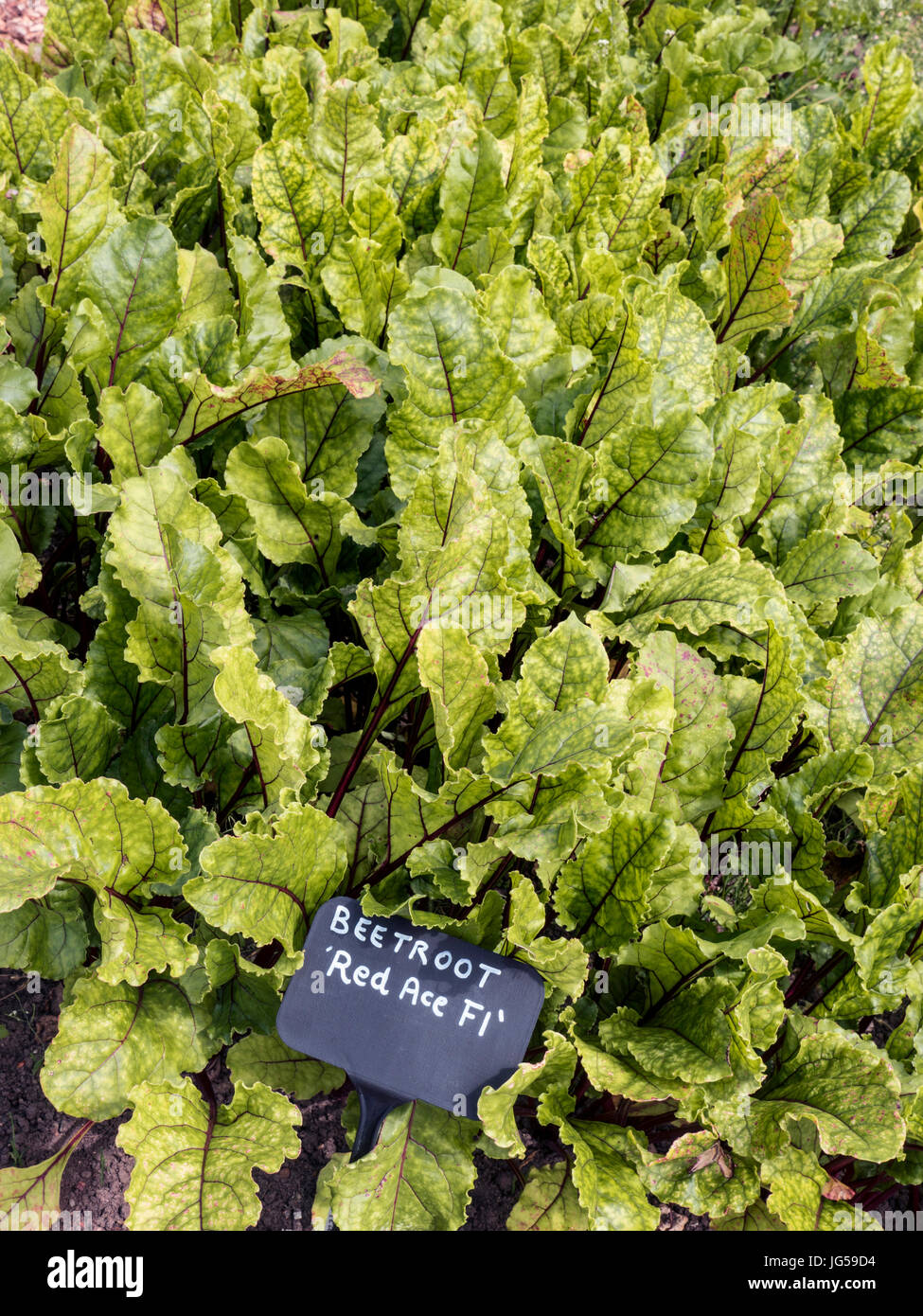 BEETROOT RED ACE Beta vulgaris 'Red Ace' F1 very strong grower will do ...