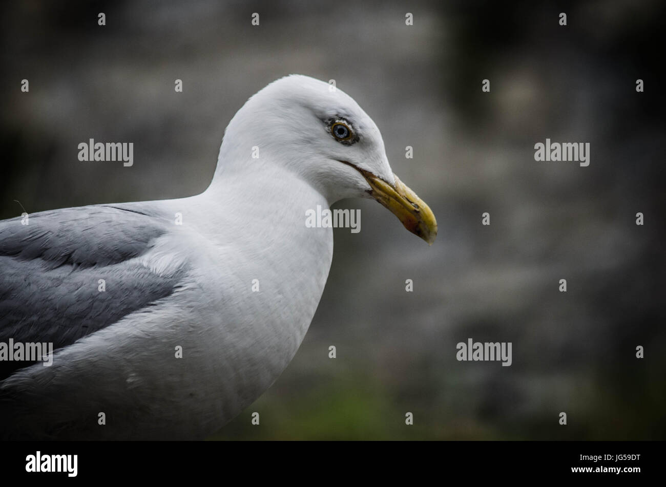 Profile shots of sea birds hi-res stock photography and images - Alamy