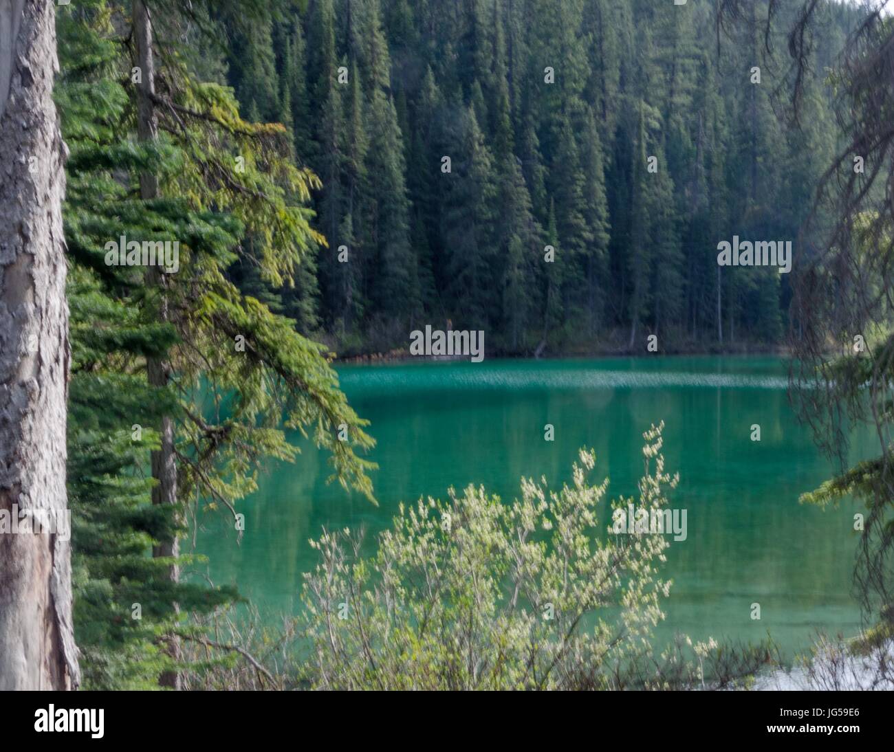 Lake Olive High Resolution Stock Photography and Images - Alamy