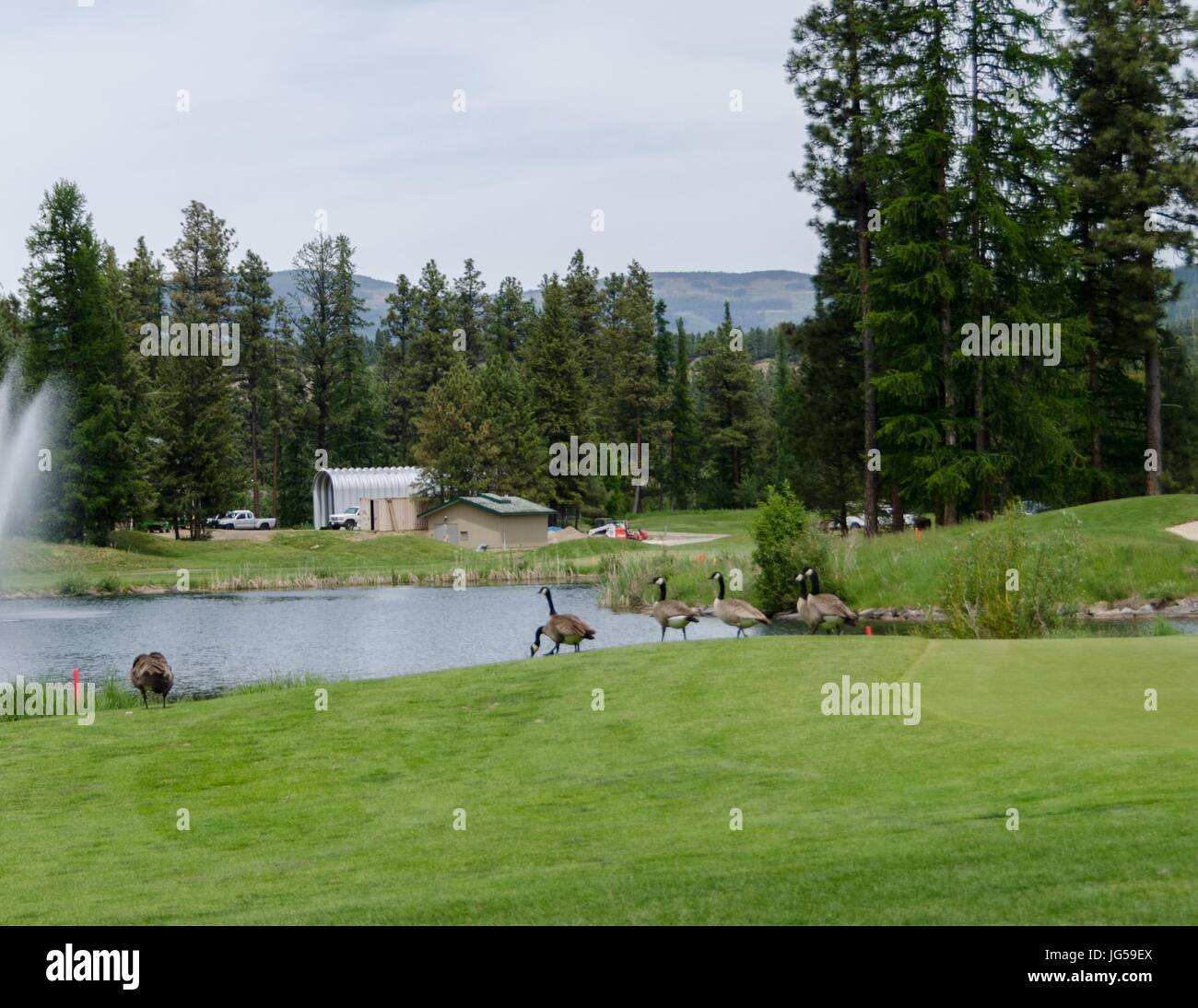Canada Geese fertilizing the greens at Bootleg Gap Golf Course ...
