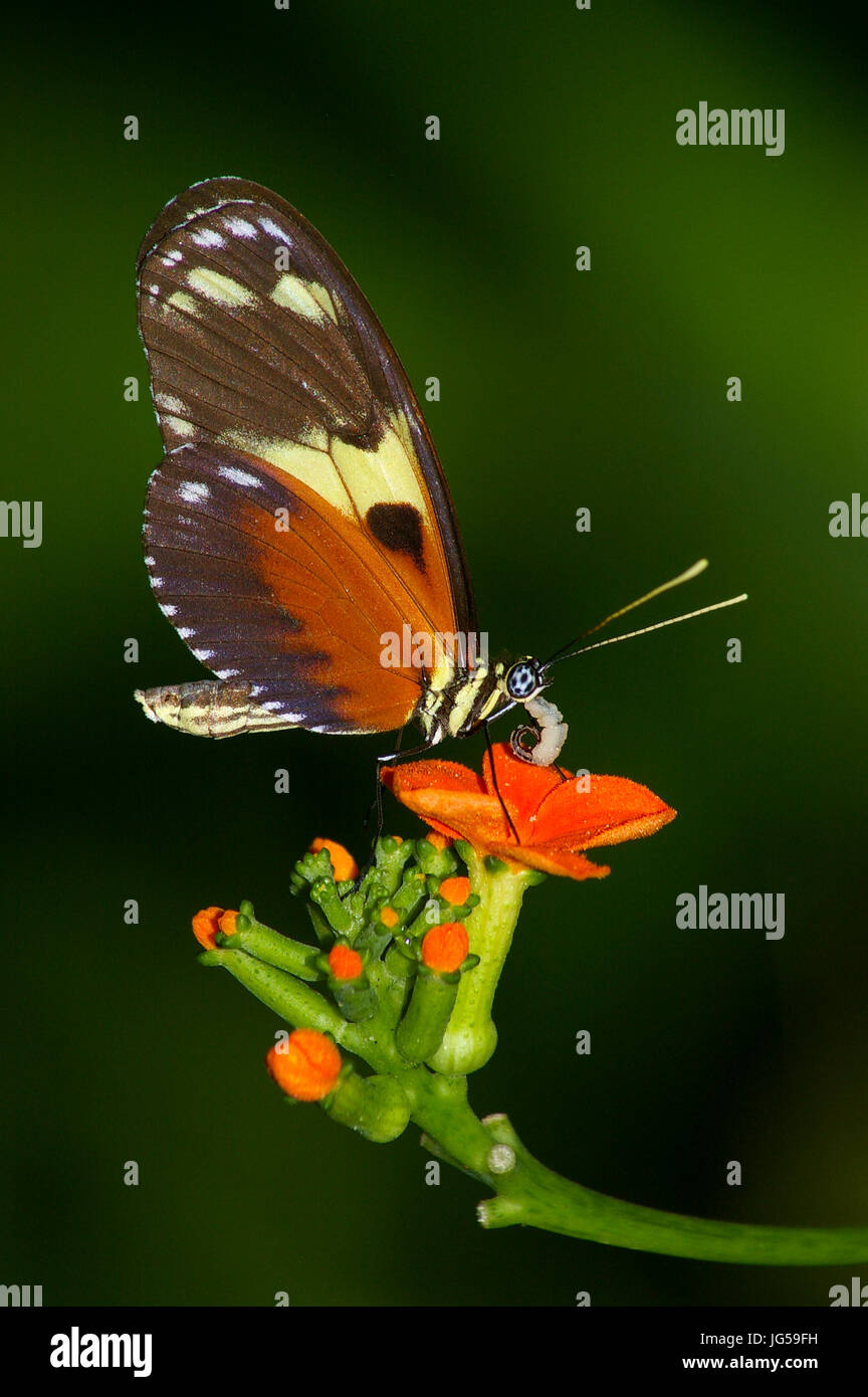 Heliconius butterfly image taken in Panama Stock Photo - Alamy