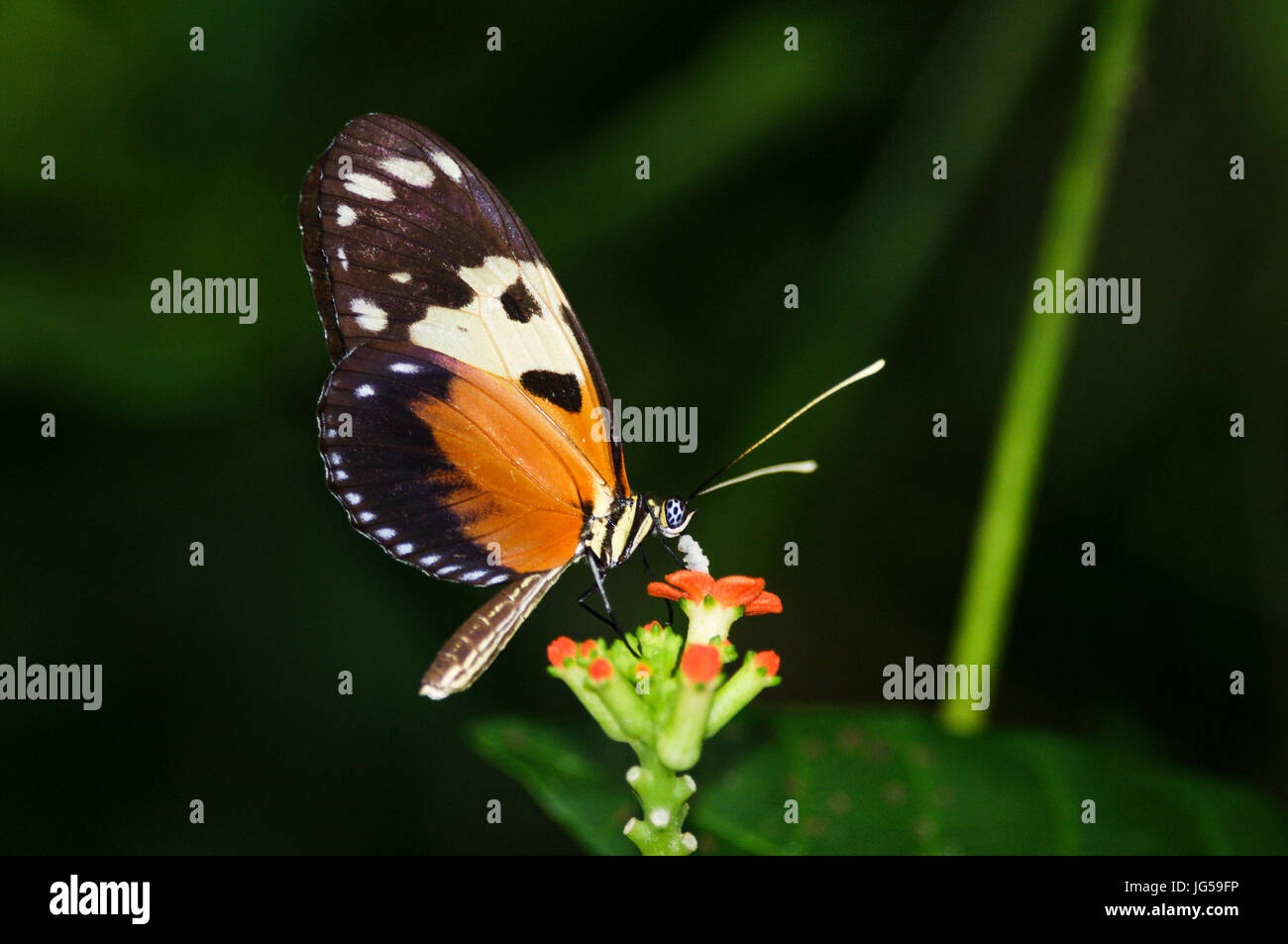 Panama butterflies hi-res stock photography and images - Alamy