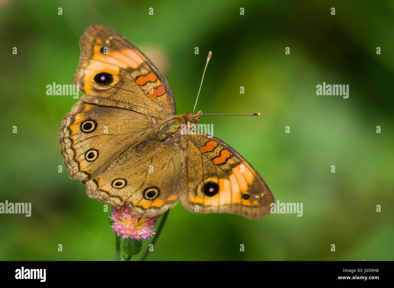 Beautiful buckeye butterflies hi-res stock photography and images - Alamy