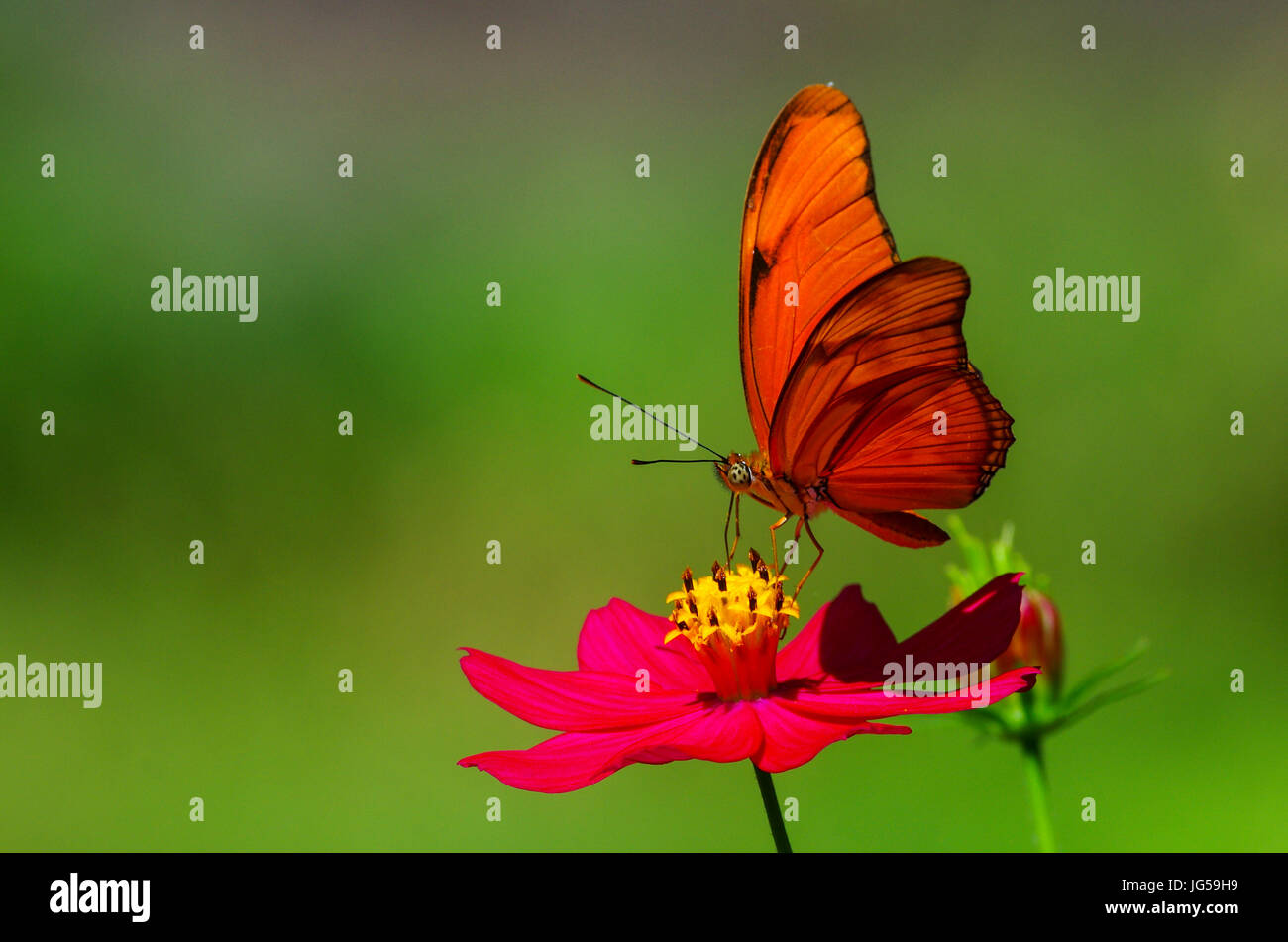 Julia butterfly hi-res stock photography and images - Alamy