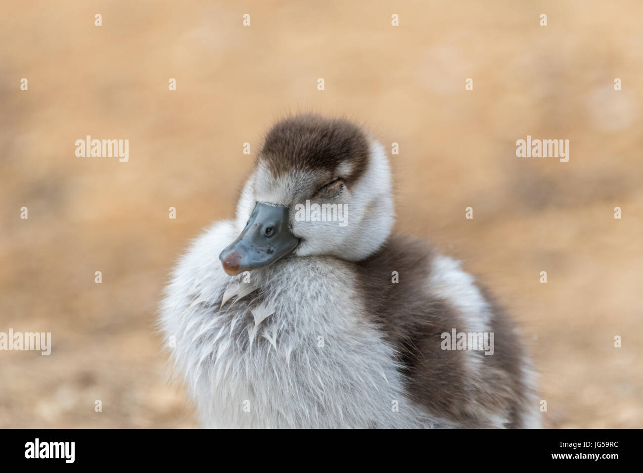 Egyptian Goose Gosling eyes shut Stock Photo - Alamy