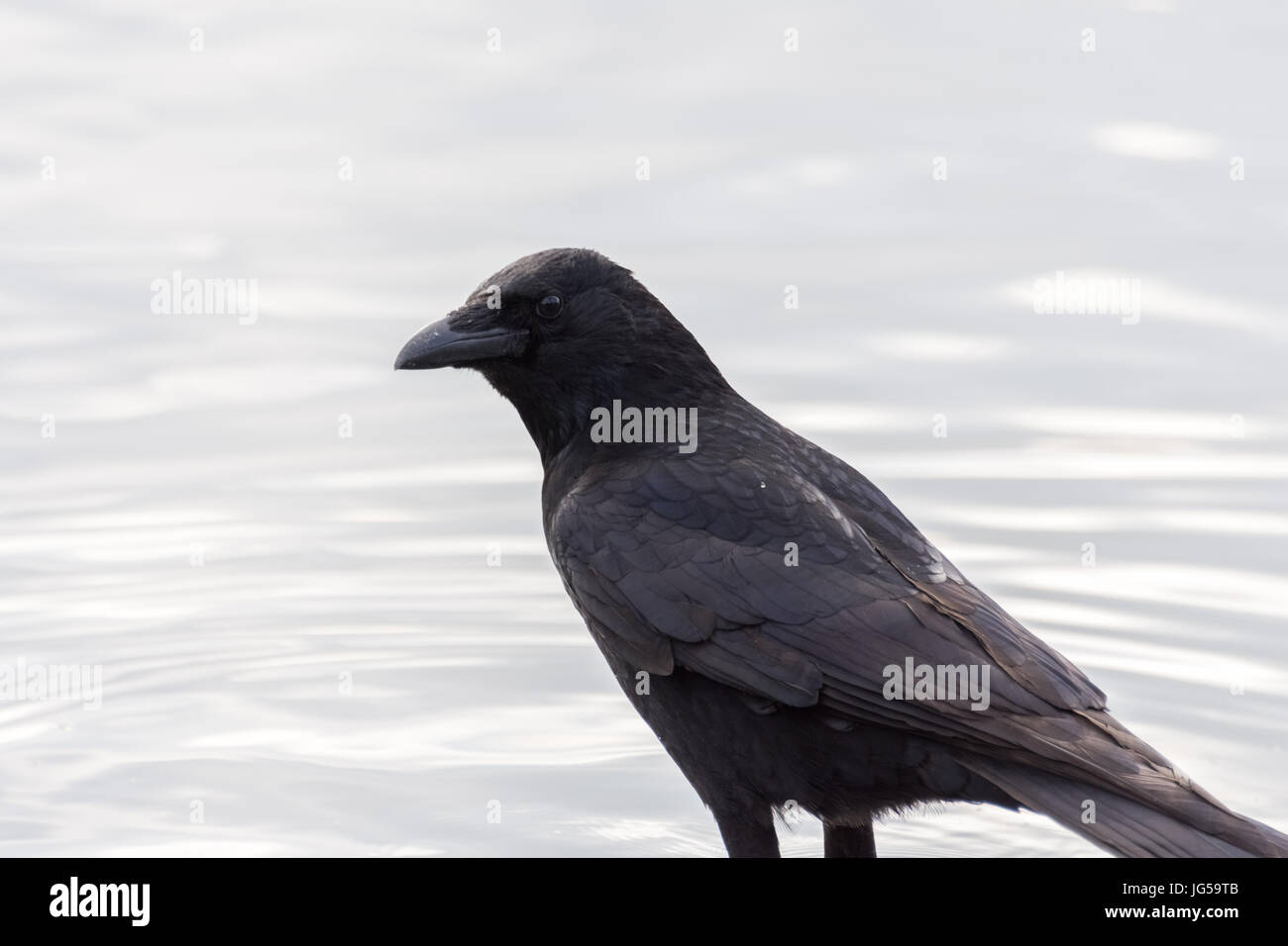 Crow by water Stock Photo - Alamy