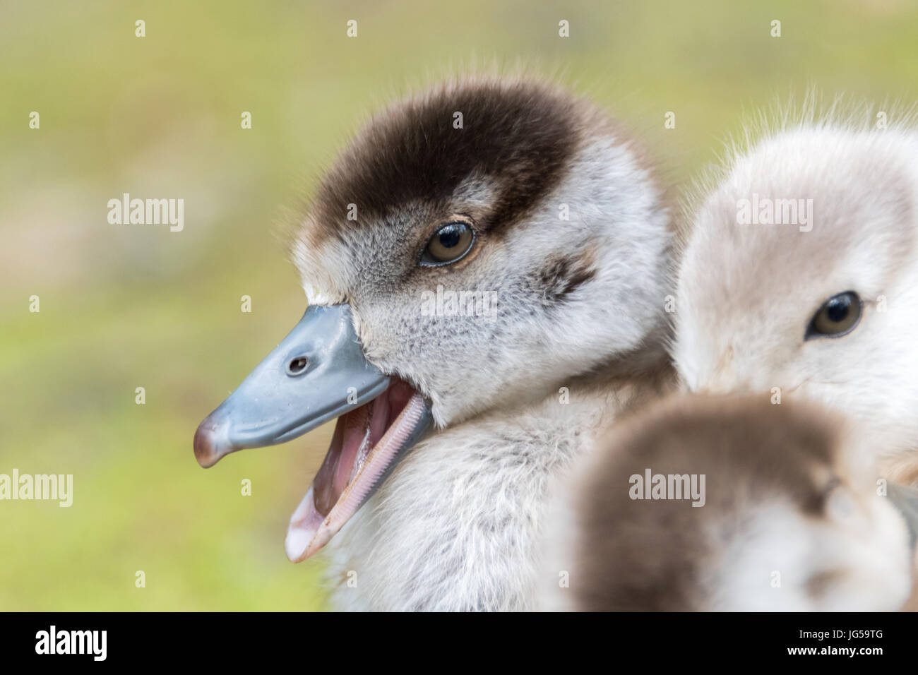 Egyptian Goose Goslings yawn Stock Photo - Alamy