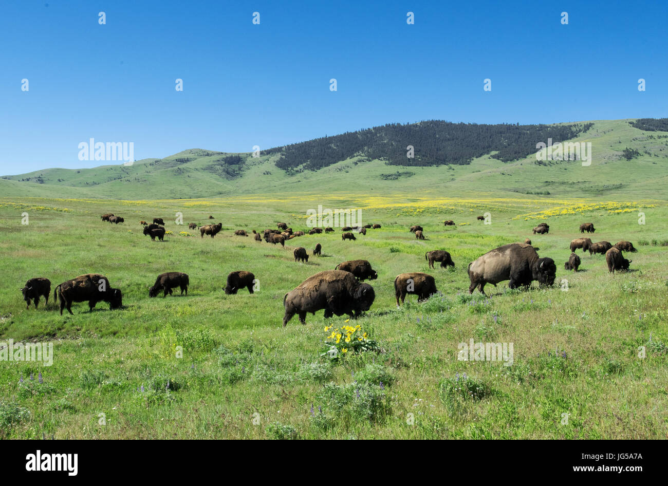 American Bison, Buffalo, Herd Spring, Montana Stock Photo - Alamy