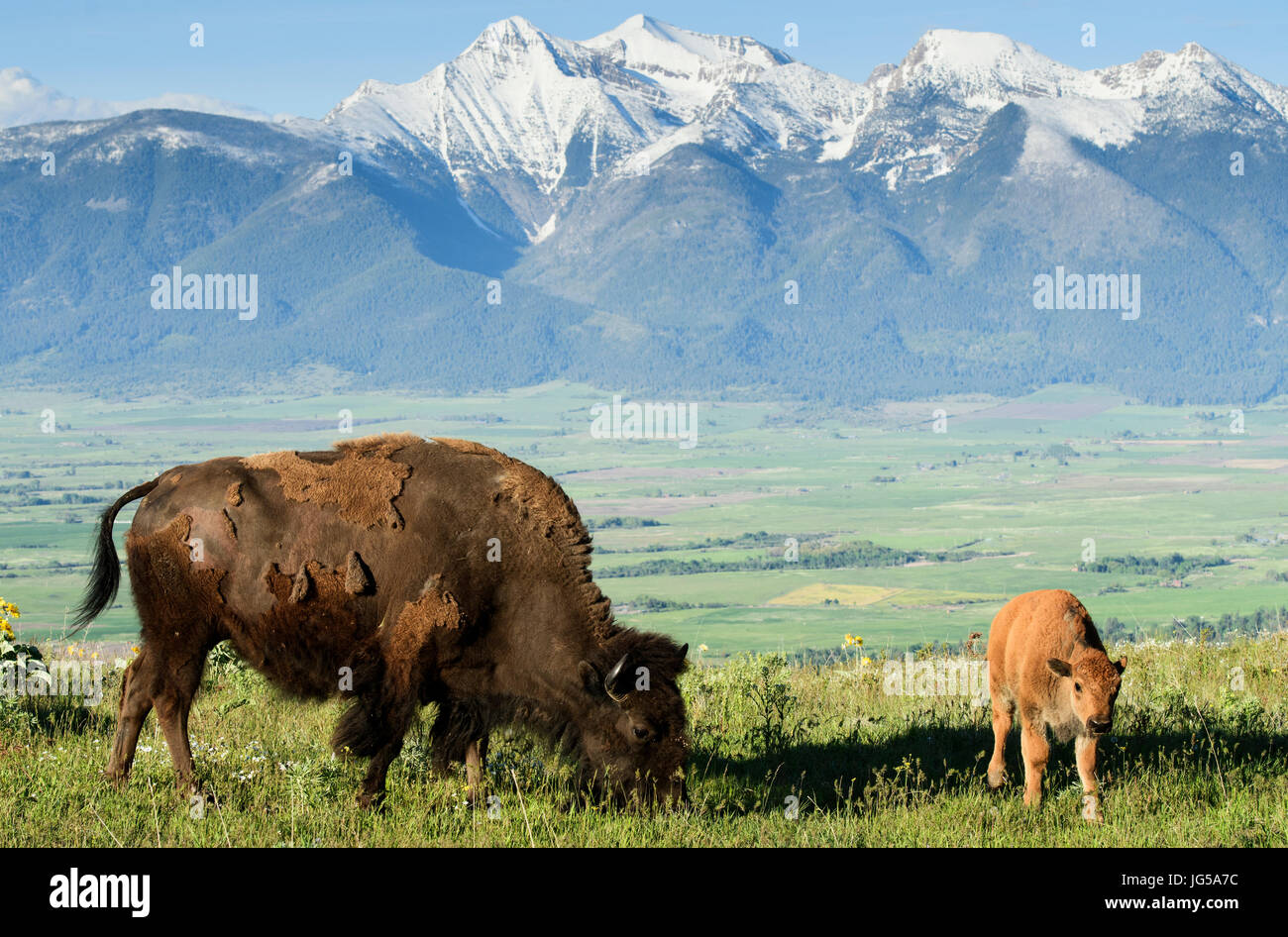 American Bison (Buffalo) Cow with Calf, Spring, Montana Stock Photo - Alamy