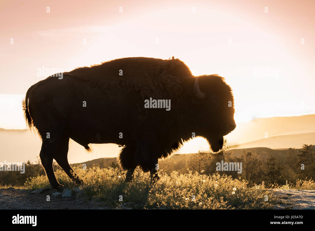 Buffalo bull silhouette hi-res stock photography and images - Alamy