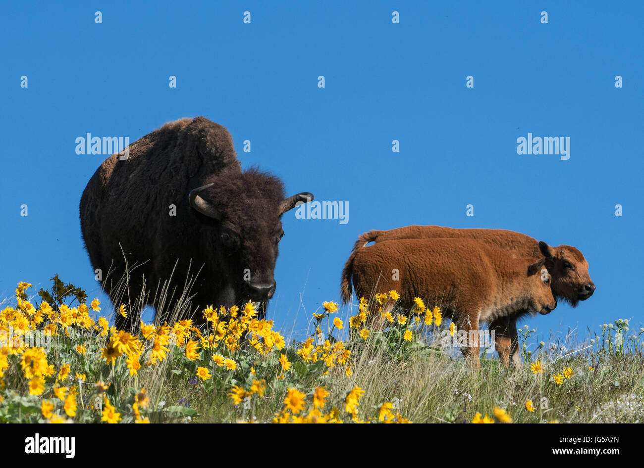 American Bison (Buffalo) Cow with Calf, Spring, Montana Stock Photo - Alamy