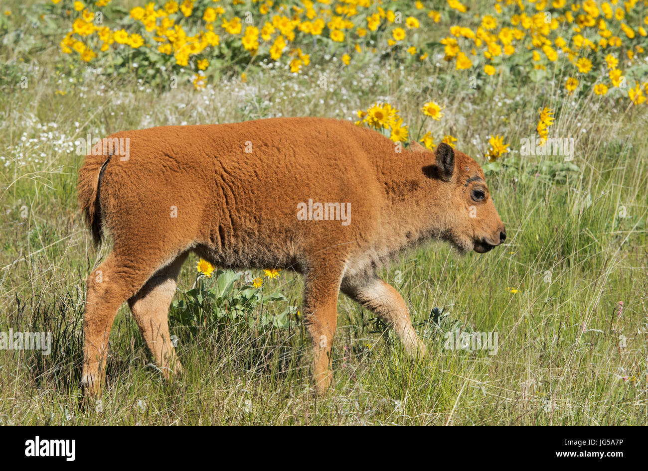 American Bison, Buffalo, Calf, Spring wildflowers, Montana Stock Photo ...