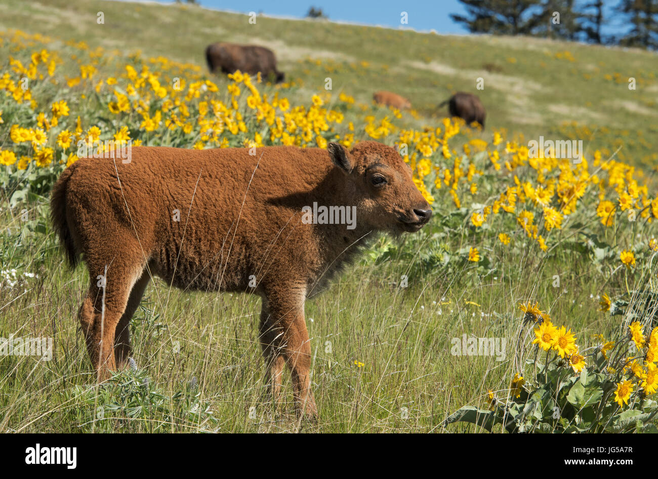 American Bison, Buffalo, Calf, Spring wildflowers, Montana Stock Photo ...