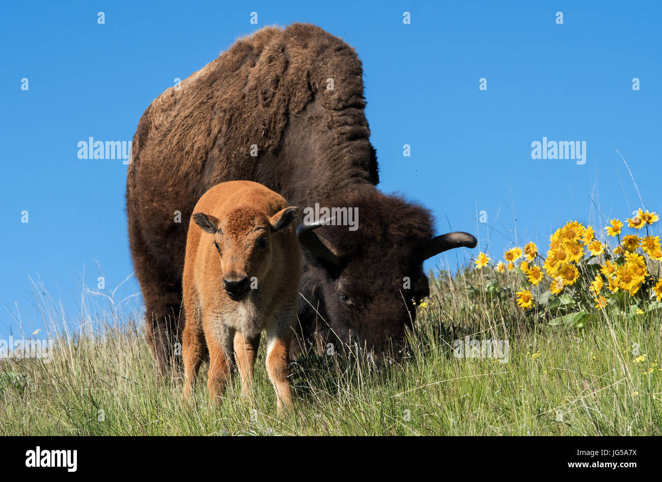 American Bison (Buffalo) Cow with Calf, Spring, Montana Stock Photo - Alamy