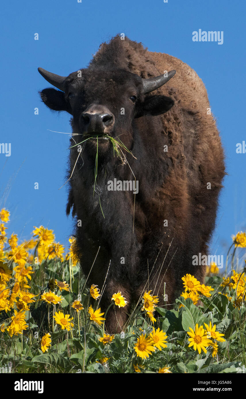 American Bison (Buffalo) Cow, Spring Wildflowers, Montana Stock Photo ...