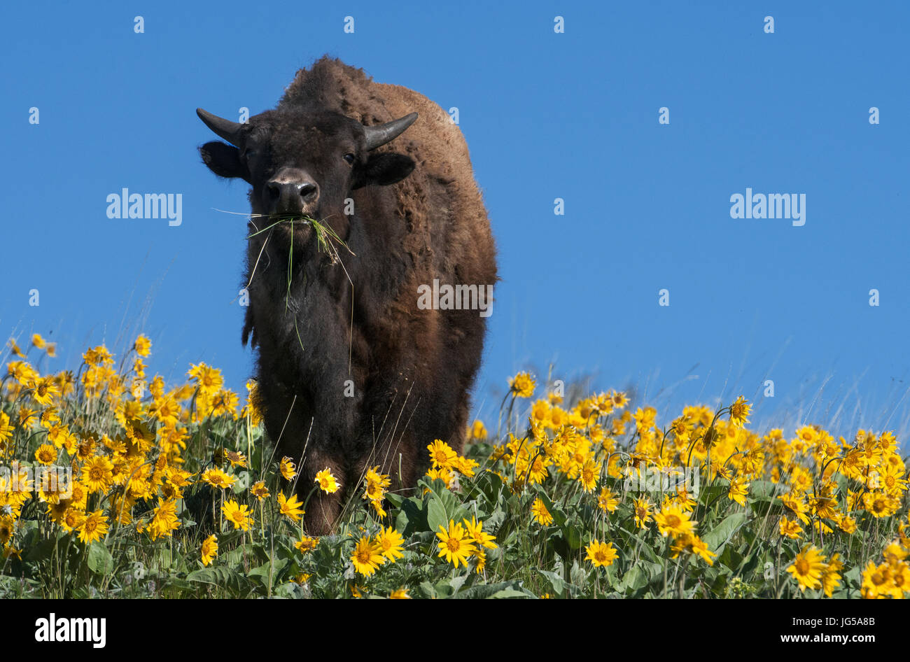 American Bison (Buffalo) Cow, Spring Wildflowers, Montana Stock Photo ...