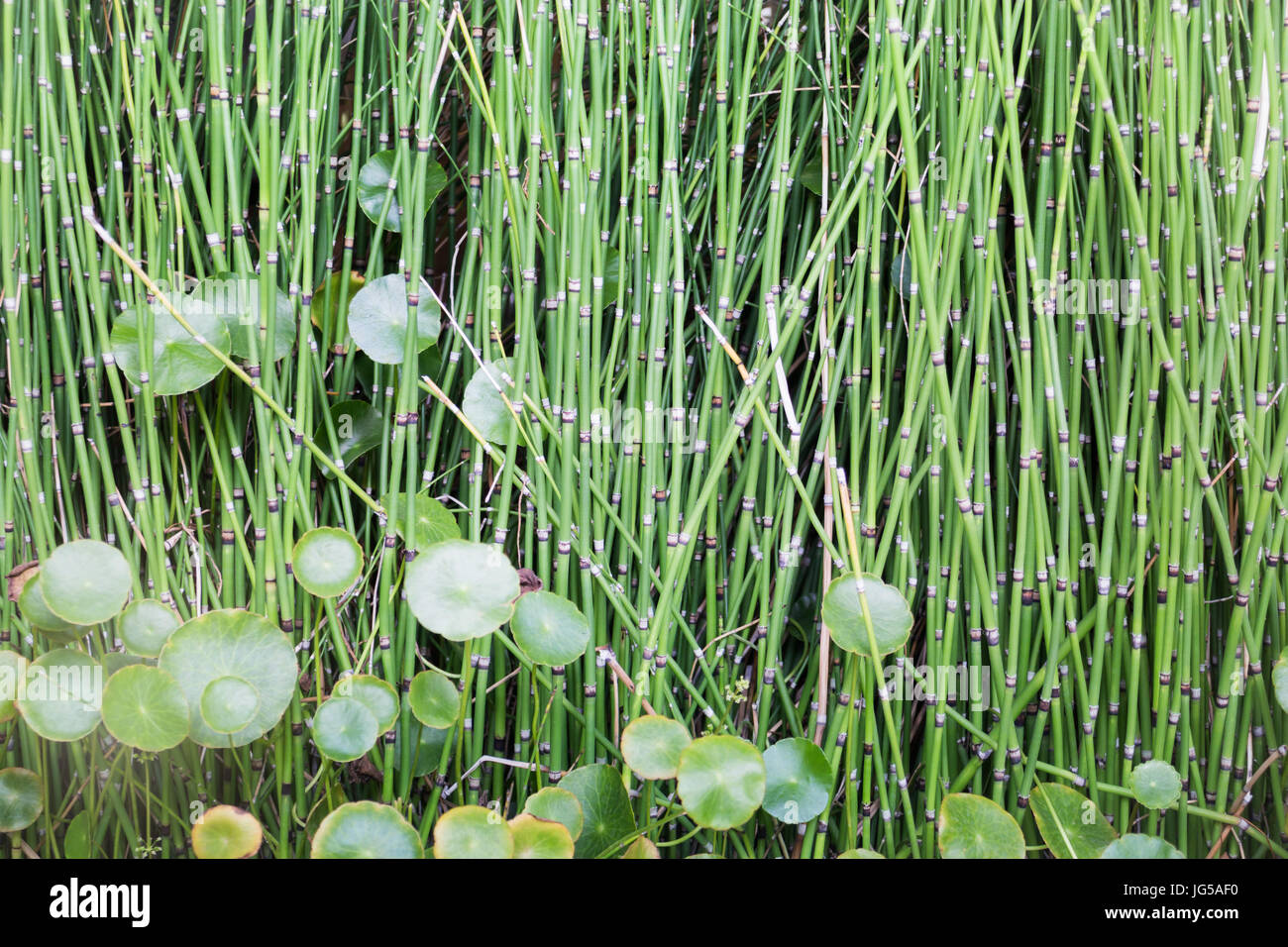 Rush plants in garden water container, stock photo Stock Photo - Alamy