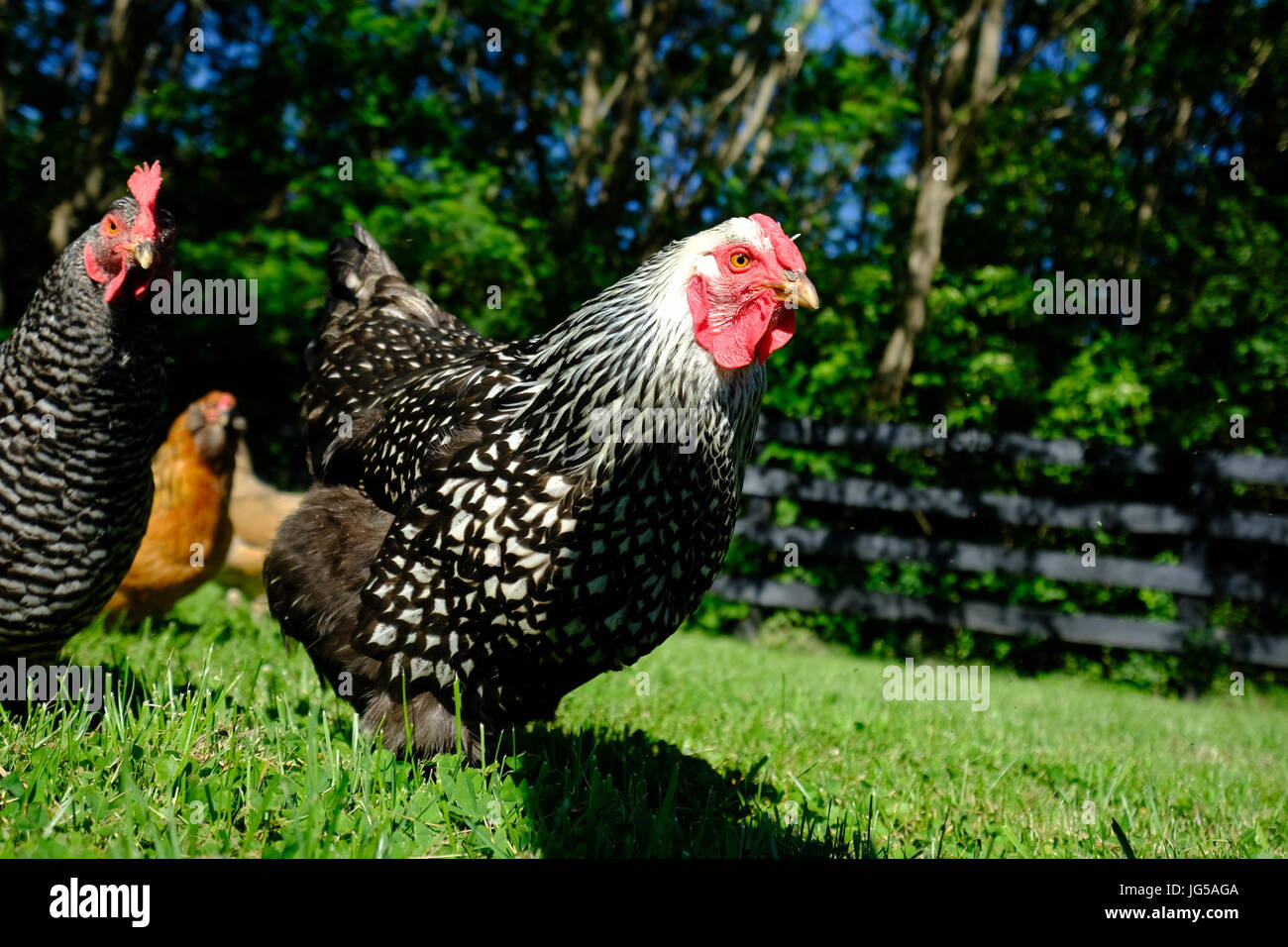 Backyard laying hens free range in the grass Stock Photo - Alamy