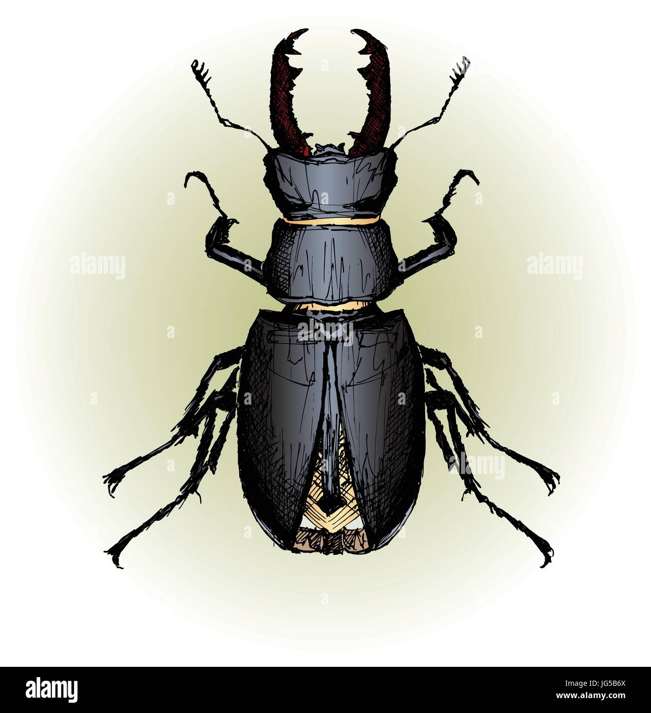 Coleoptera vector vectors hi-res stock photography and images - Alamy