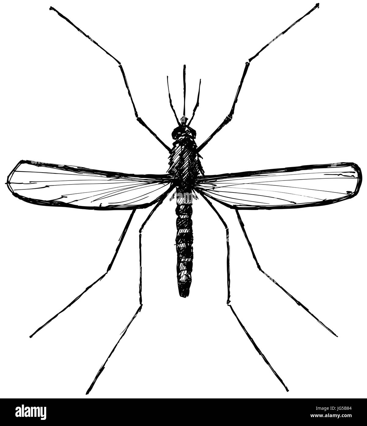 Mosquito drawing hi-res stock photography and images - Alamy