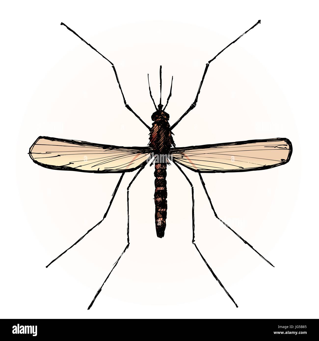Vector illustration of a mosquito (hand drawing Stock Vector Image ...