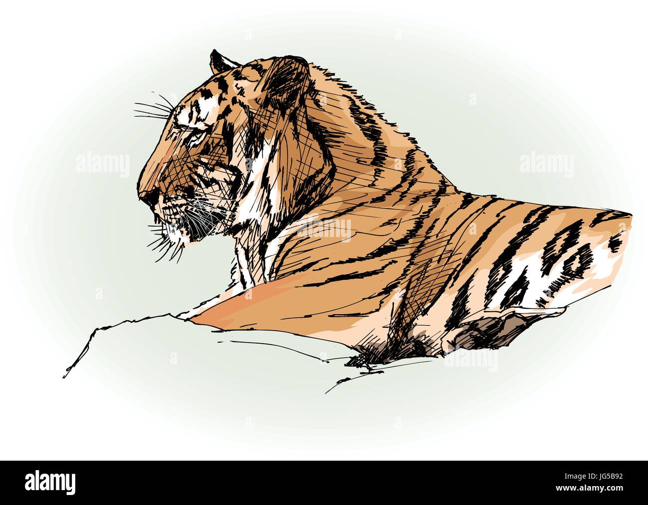 Vector illustration bengal tiger stripe hi-res stock photography and ...