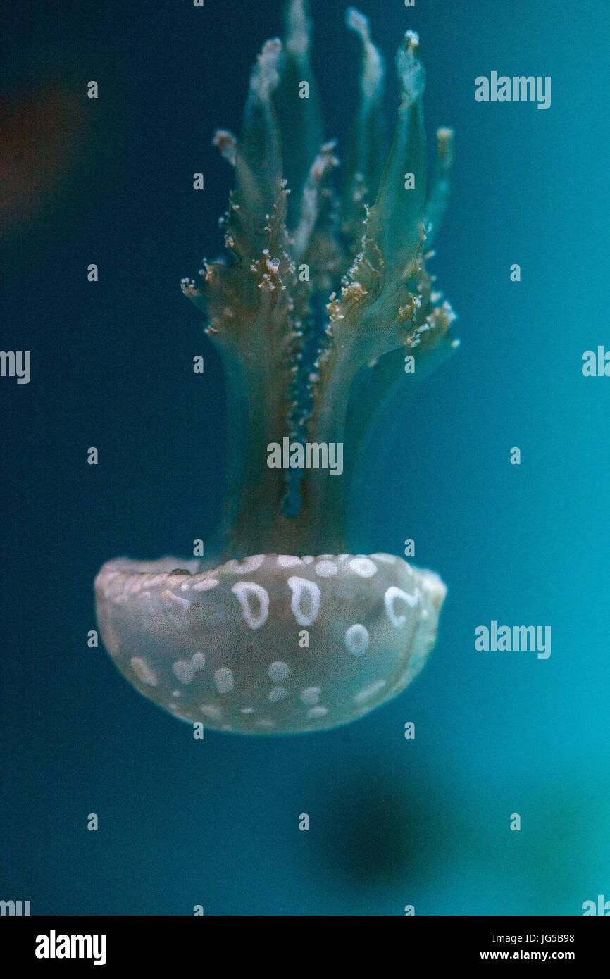 Golden jelly, Phyllorhiza punctata, is also known as the floating bell ...