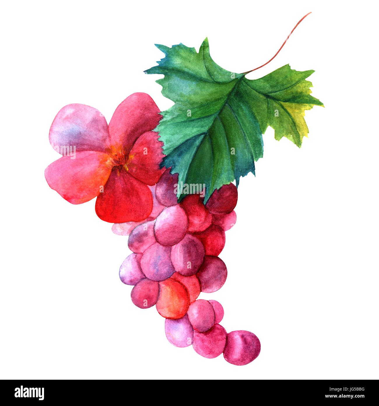 Rose vine drawing Cut Out Stock Images & Pictures - Alamy