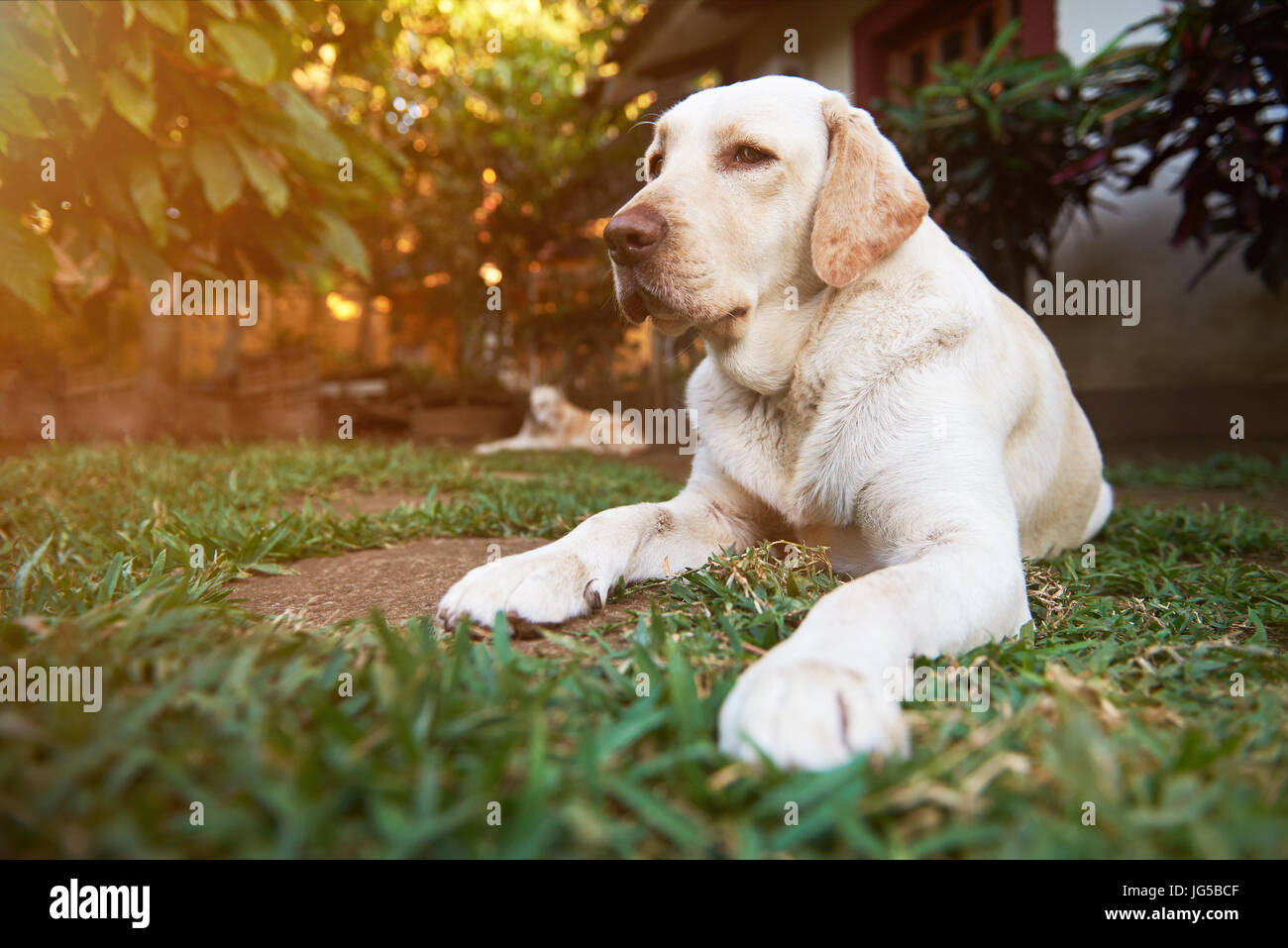 Labrador dog lay on garden background in sunny light day. One healthy ...